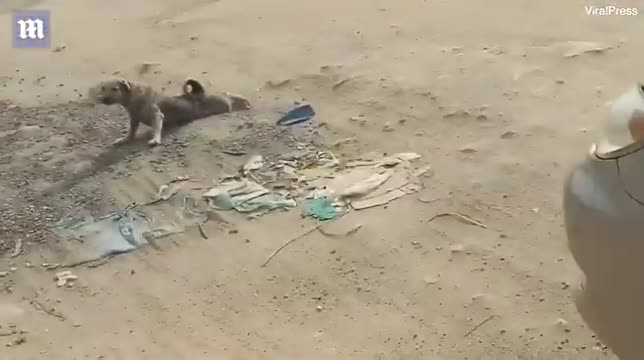 Truk i shkëlqyeshëm: Shikoni si një qen endacak e mashtron një shofer ...