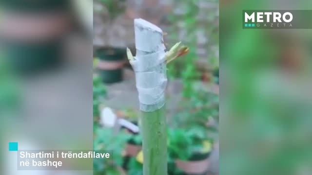 Shartimi i trendafilave | GjirafaVideo